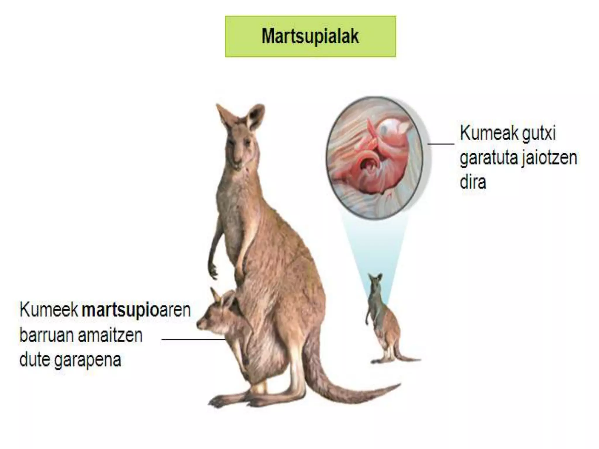 Ugaztun motak | PPTX