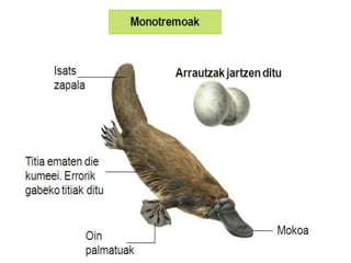 Ugaztun motak | PPTX