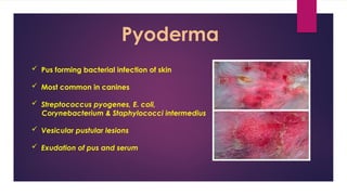 Skin disease in animals with pathogenesis and various lesions | PPTX