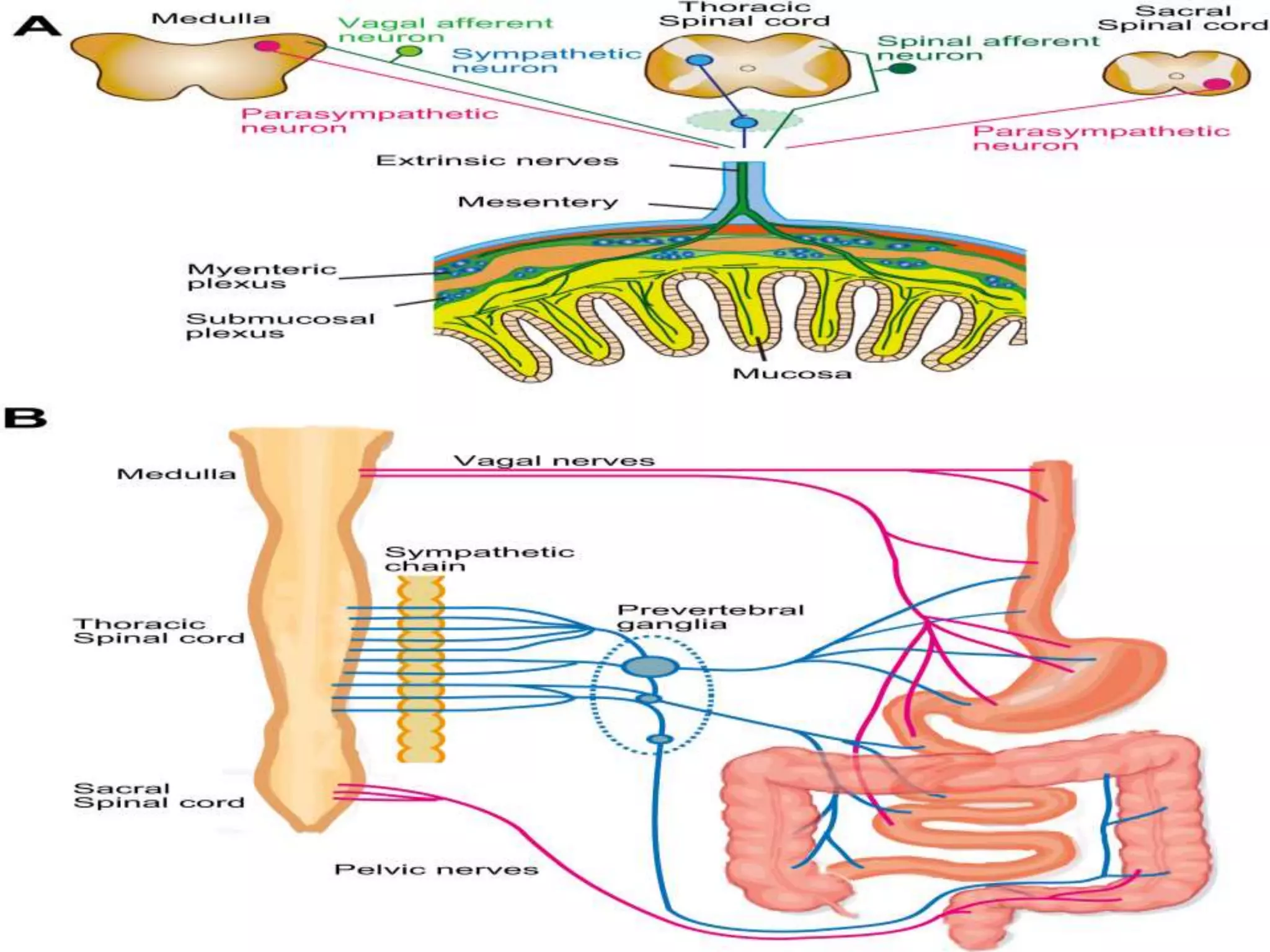 hirschsprung disease | PPT