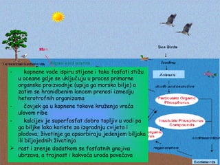 Ugljik i fosfor | PPT