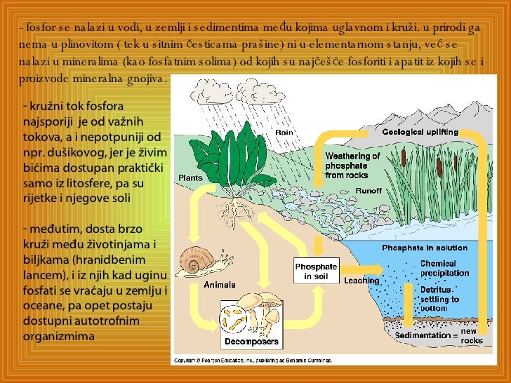 FOSFOR - Coggle Diagram