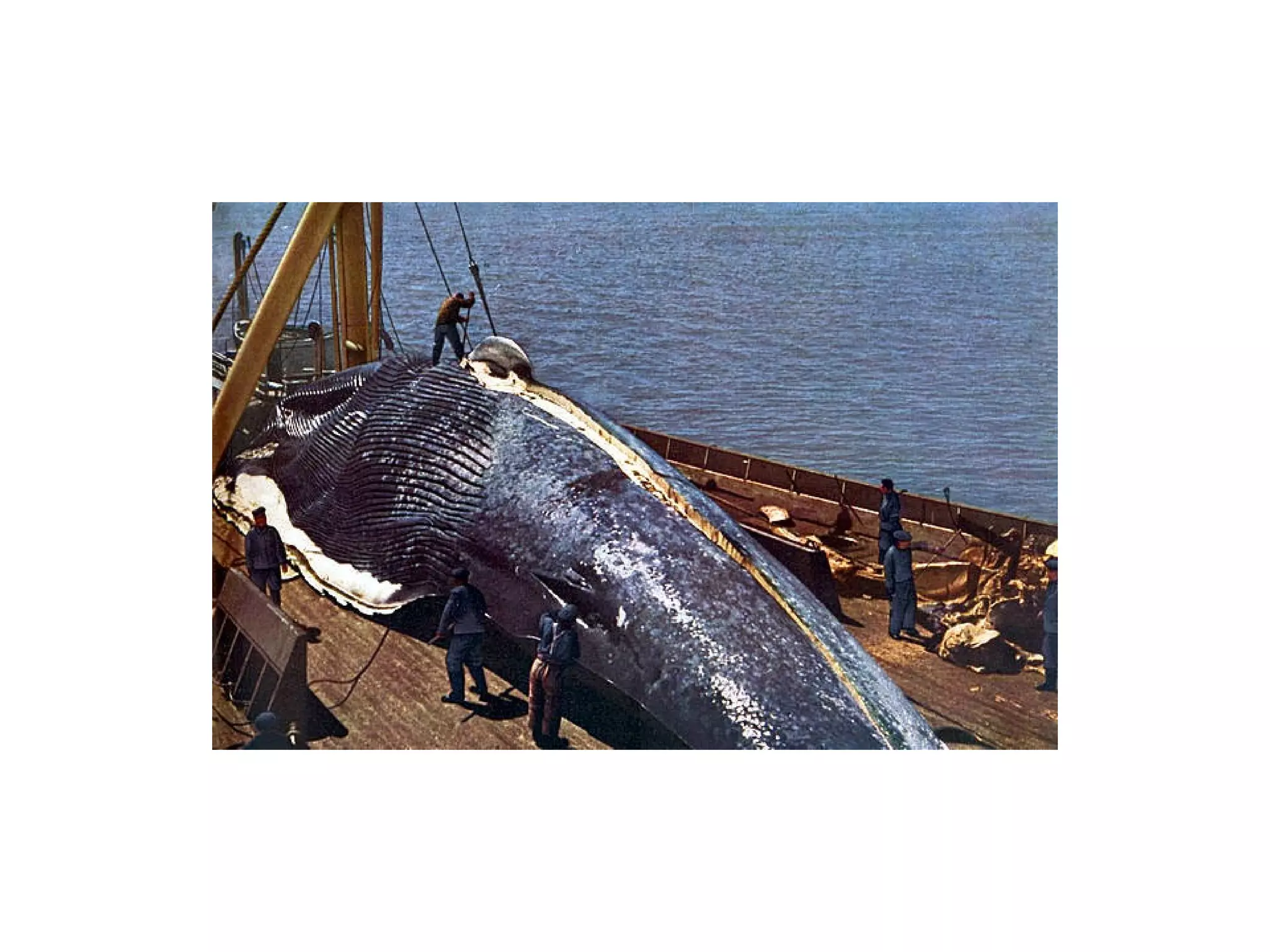 Ugrozene vrste i mjere zastite | PPT