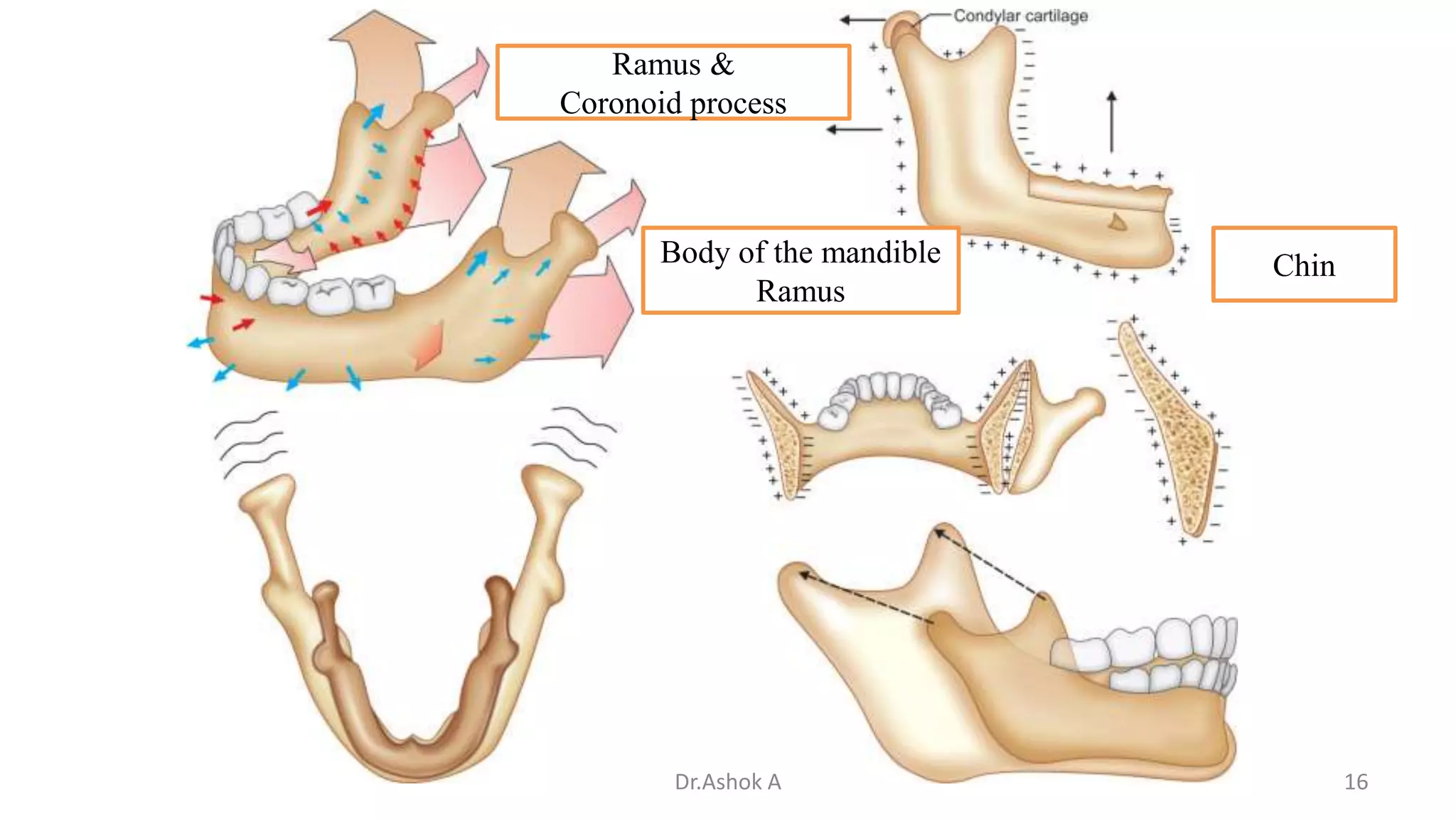 Postnatal growth of maxilla & mandible | PPTX