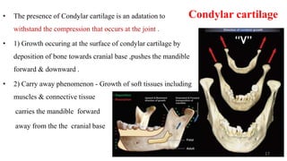 Postnatal growth of maxilla & mandible | PPTX