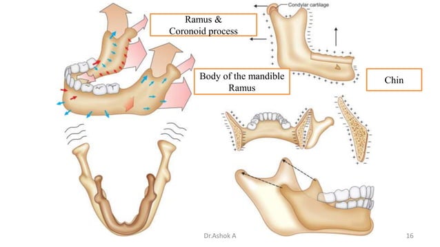 Postnatal growth of maxilla & mandible