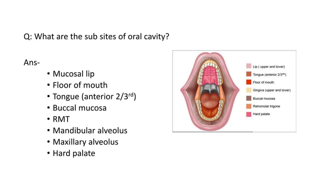 UG Tutorial - Ca oral cavity.pptx | Dental Health | Diseases and Conditions