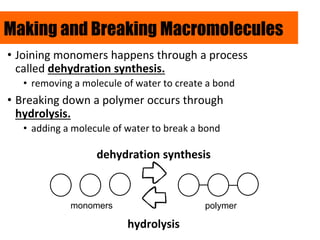 Macromolecules_Lesson.pptx