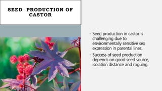 Foundation and certified seed production of castor | PPT
