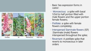 Foundation and certified seed production of castor | PPT | Free Download