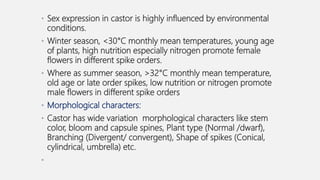 Foundation and certified seed production of castor | PPT