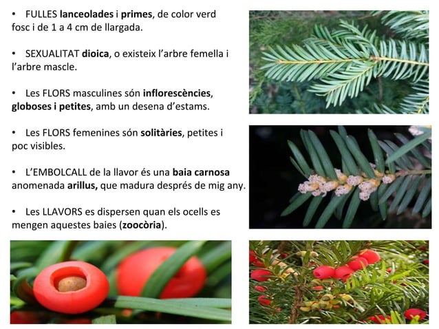 00_TEIX_PRESENTACIO.pptx