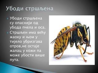 Ujed zmije i ubodi insekata | PPTX