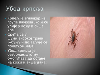 Ujed zmije i ubodi insekata | PPTX