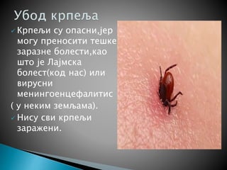 Ujed zmije i ubodi insekata | PPTX