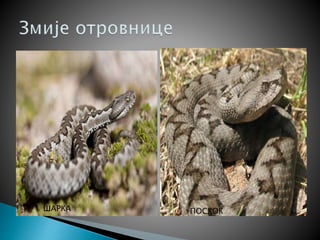 Ujed zmije i ubodi insekata | PPTX
