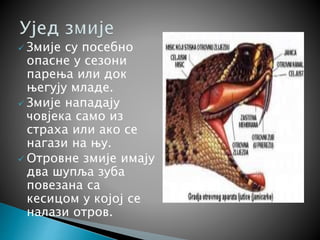 Ujed zmije i ubodi insekata | PPTX