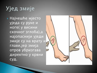Ujed zmije i ubodi insekata | PPTX