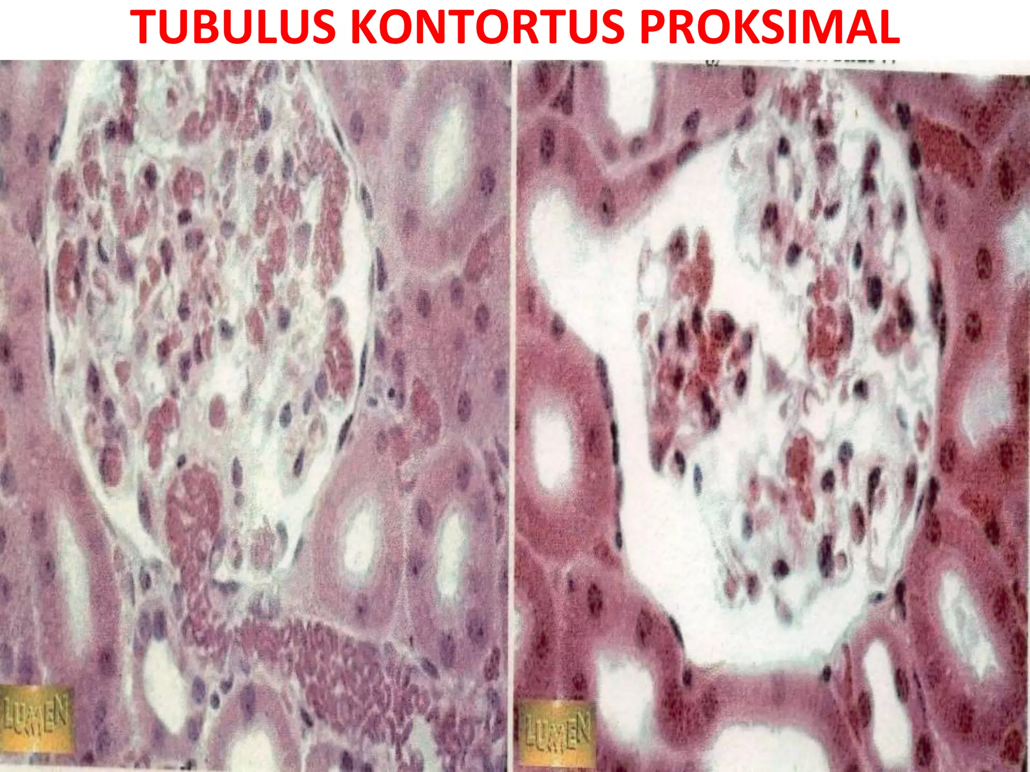 histologi ginjal 2015 | PPTX