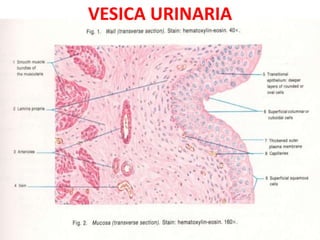 Vesica Urinaria Histology