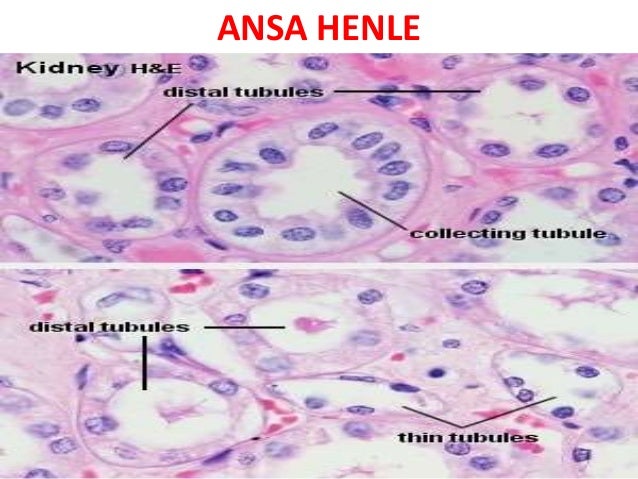 histologi ginjal 2015