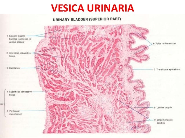Vesica Urinaria Histology URINARY SYSTEM Systema Urinarium