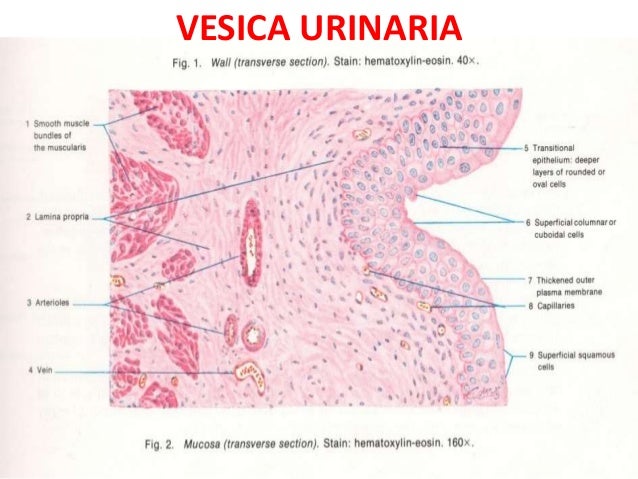 Vesica Urinaria Histology URINARY SYSTEM Systema Urinarium