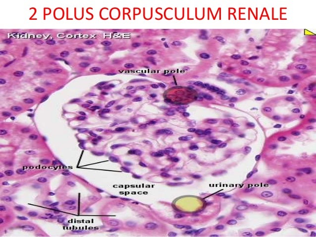 histologi ginjal 2015