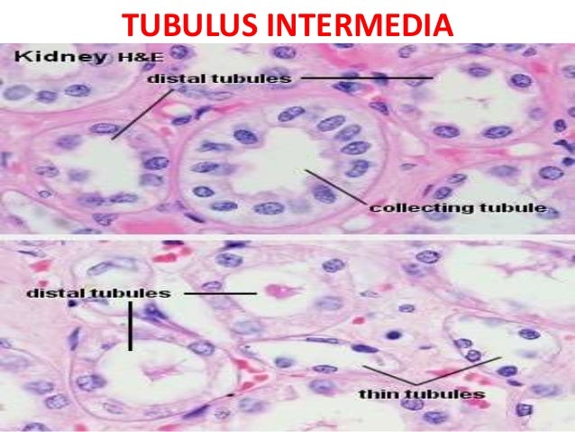 histologi ginjal 2015