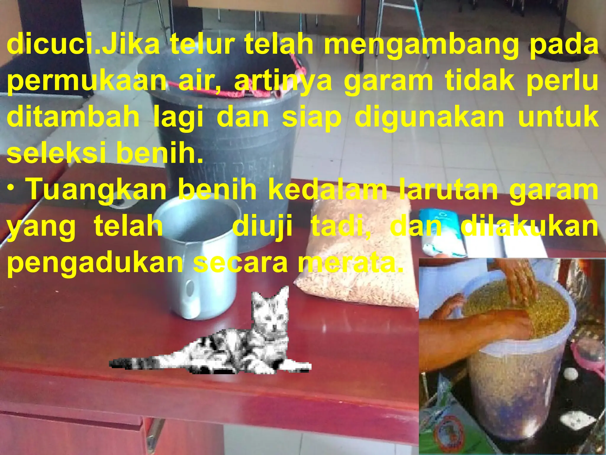 UJI BERNAS BENIH PADI YANG BAIK DAN MEMILIKI KUALITAS | PPT