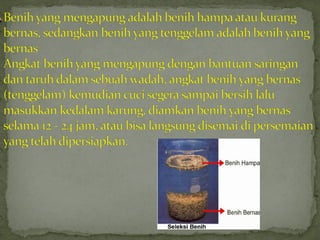 UJI BERNAS BENIH PADI YANG BAIK DAN MEMILIKI KUALITAS | PPT