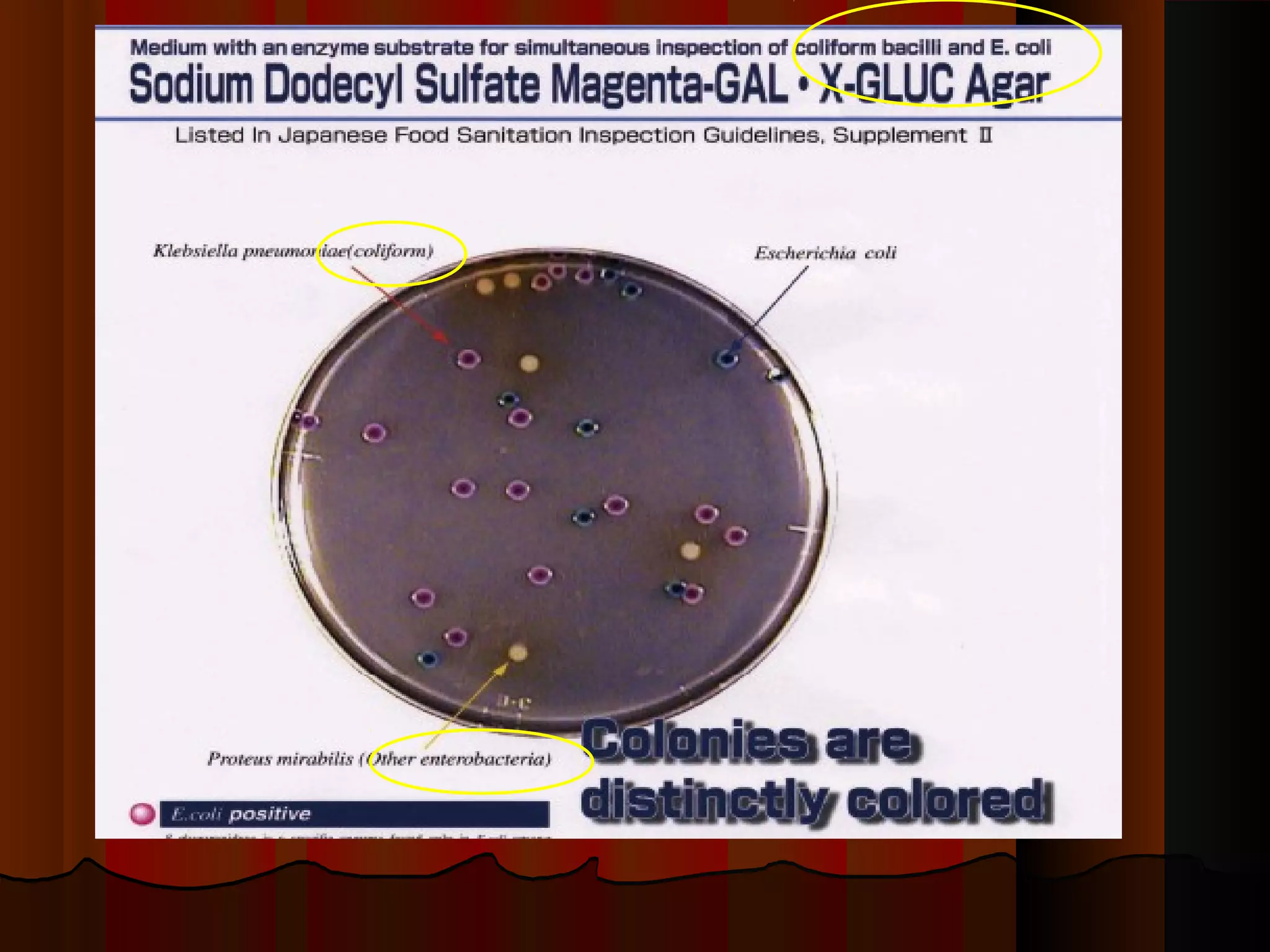 Uji biokimia konvensional dan rapid | PPT