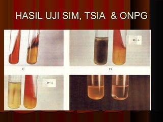 Uji biokimia konvensional dan rapid | PPT