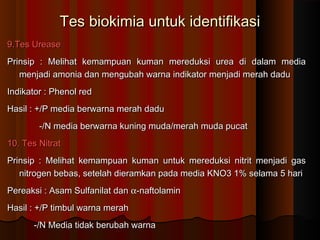 Uji biokimia konvensional dan rapid | PPT