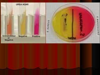 Uji biokimia konvensional dan rapid | PPT