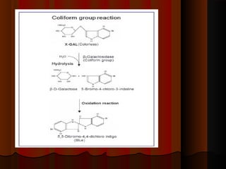 Uji biokimia konvensional dan rapid | PPT