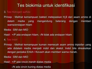 Uji biokimia konvensional dan rapid | PPT