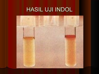 Uji biokimia konvensional dan rapid | PPT