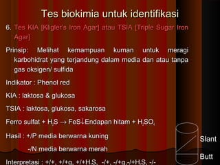 Uji biokimia konvensional dan rapid | PPT