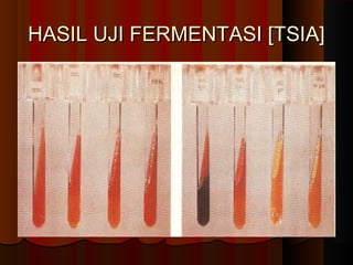 Uji biokimia konvensional dan rapid | PPT