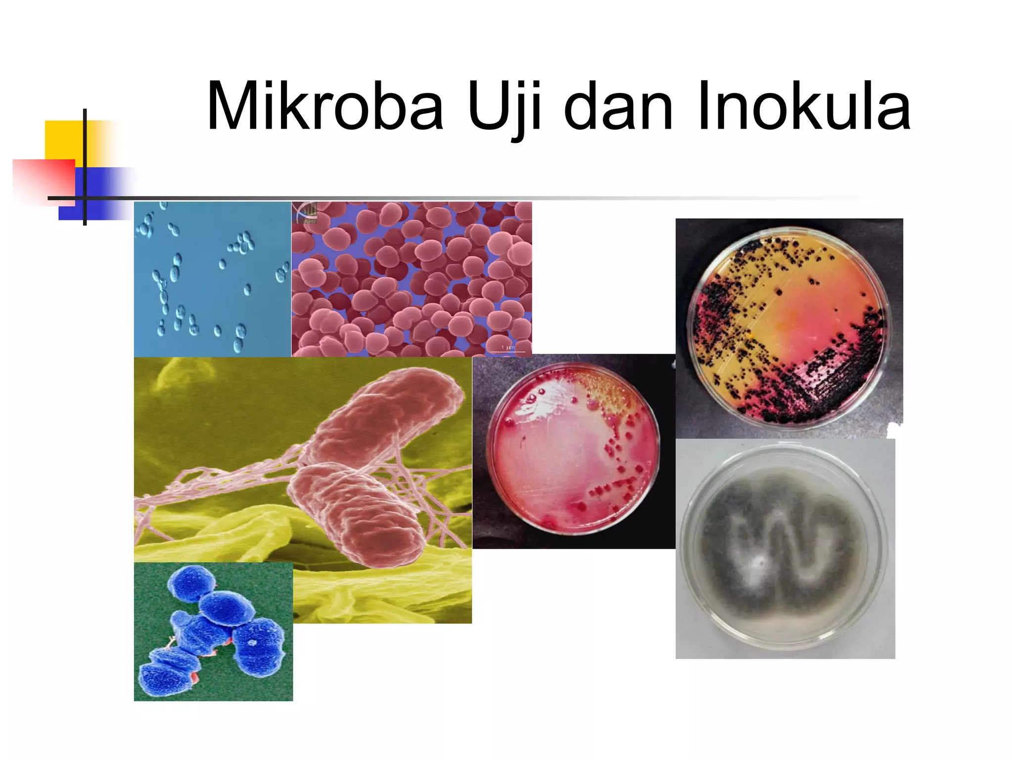 Uji potensi antibiotik secara mikrobiologi | PDF