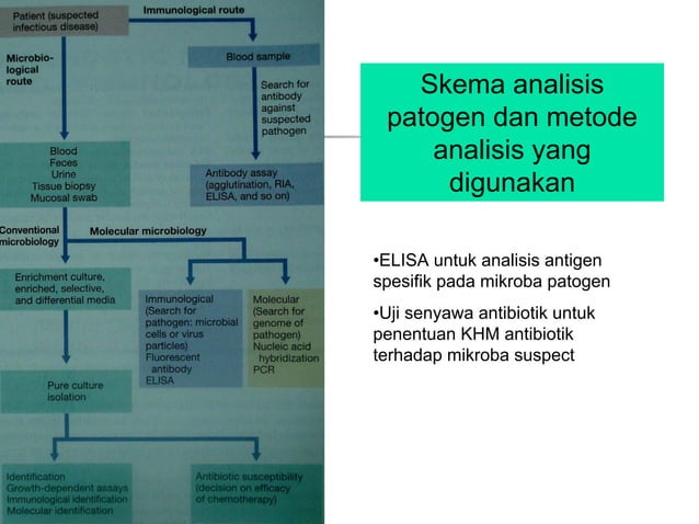 Uji potensi antibiotik secara mikrobiologi | PDF
