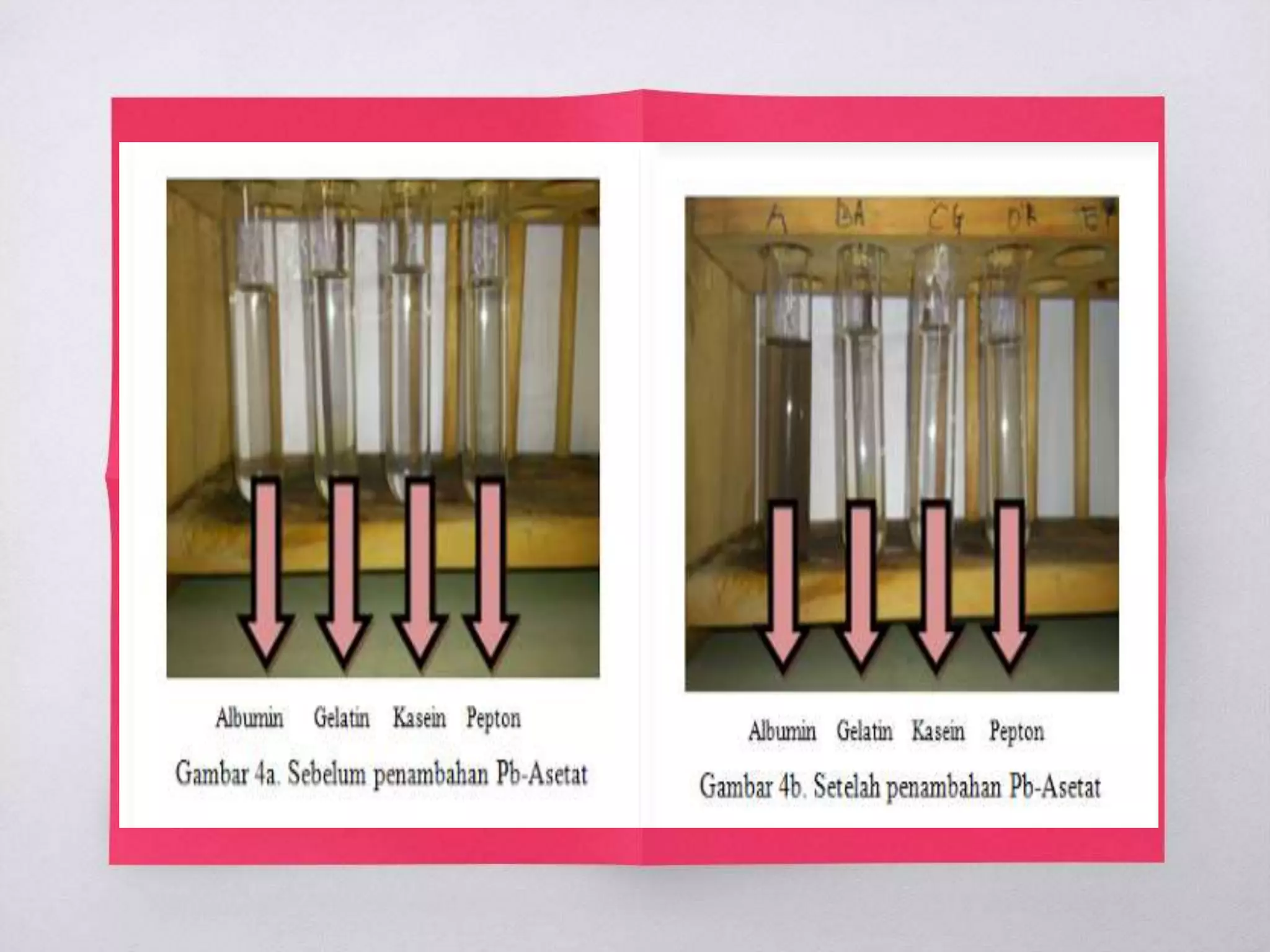 Uji Protein Biokimia | PPTX
