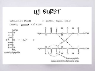 Uji Protein Biokimia | PPTX