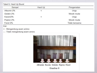 Uji Protein Biokimia | PPTX