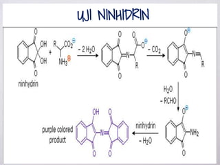 Uji Protein Biokimia | PPTX