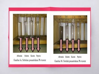 Uji Protein Biokimia | PPTX