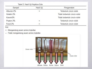 Uji Protein Biokimia | PPTX
