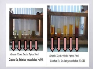 Uji Protein Biokimia | PPTX