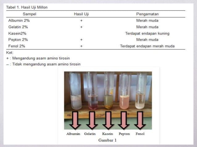 Uji Protein Biokimia | PPTX